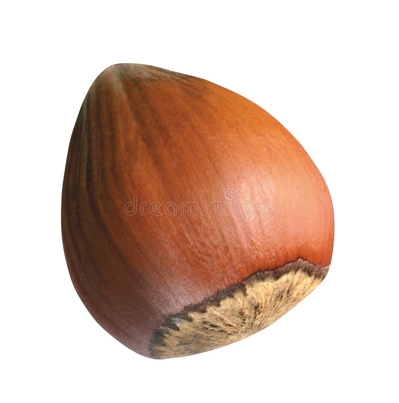 Hazelnut isolated on white stock image. Image of healthy - 129640577