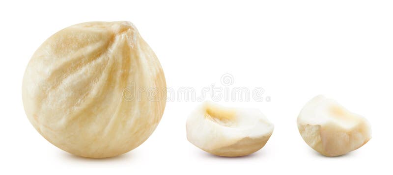 Hazelnut Isolated on White Background Clipping Path Stock Image - Image ...