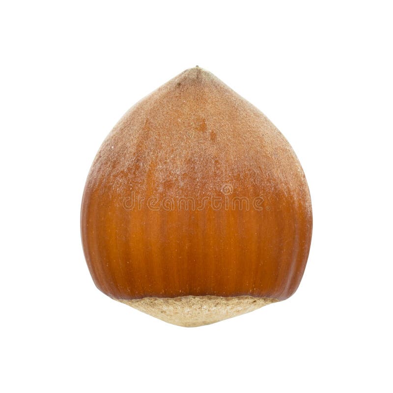 Hazelnut Isolated on White Background. Stock Photo - Image of fruit ...