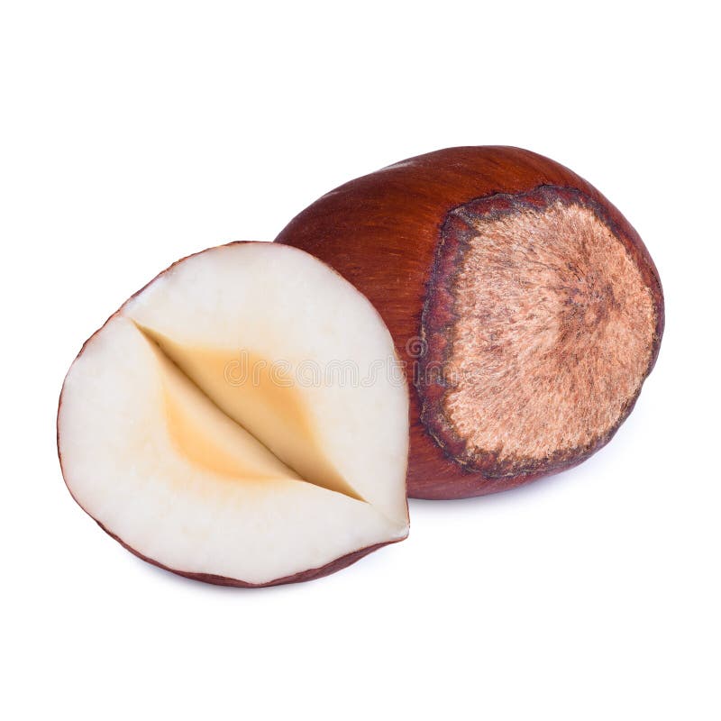 554 Hazel Nut Cross Section Photos - Free & Royalty-Free Stock Photos ...