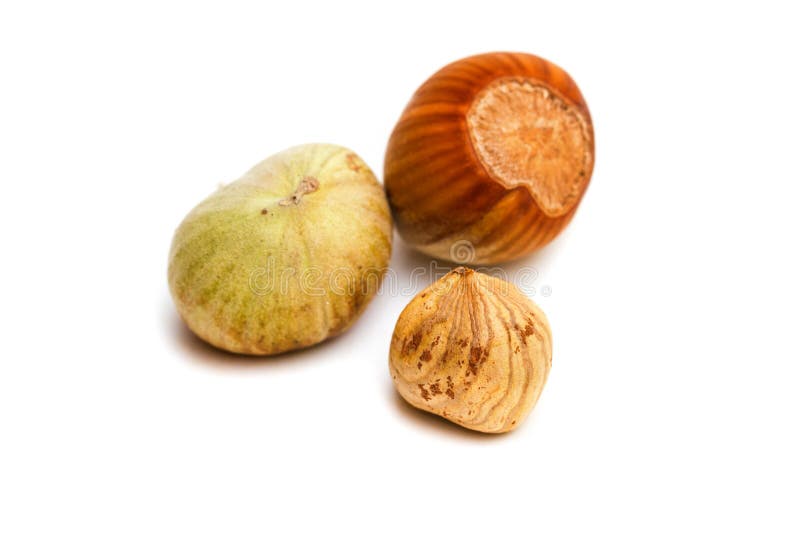 Hazelnut kernel isolated stock photo. Image of macro - 59967924