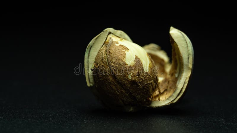 Hazelnut Kernel in Shell on Black Background Stock Image - Image of ...