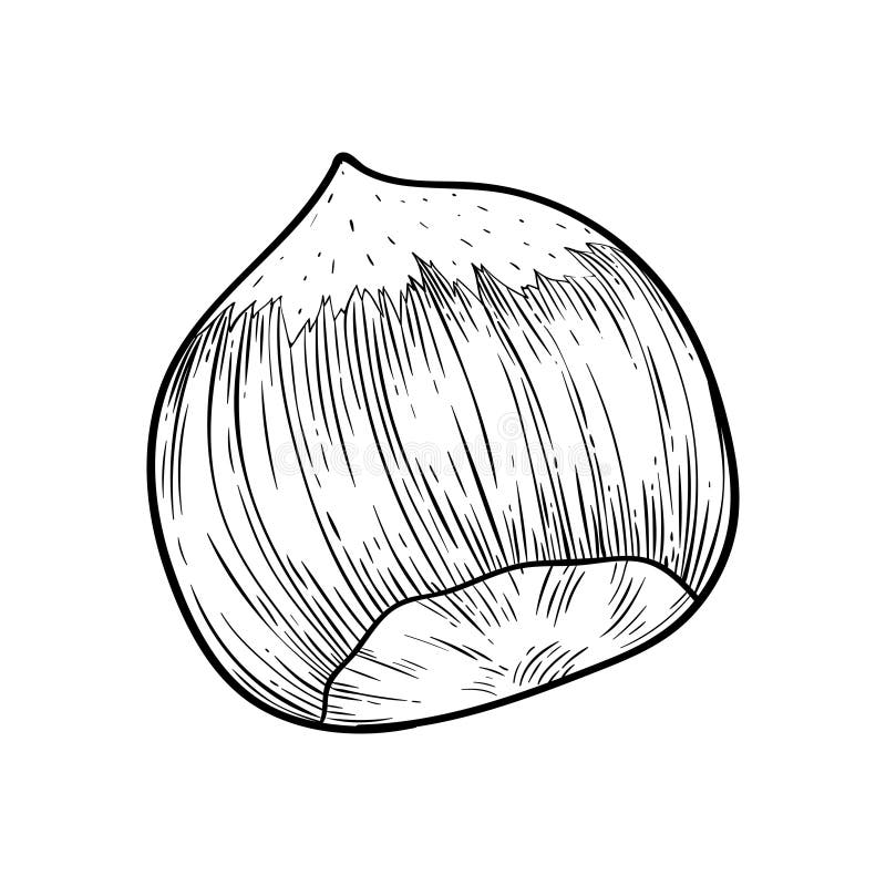 Hazelnut Kernel Shell Simple Icon in Sketch Style. Hatched Nuts for ...