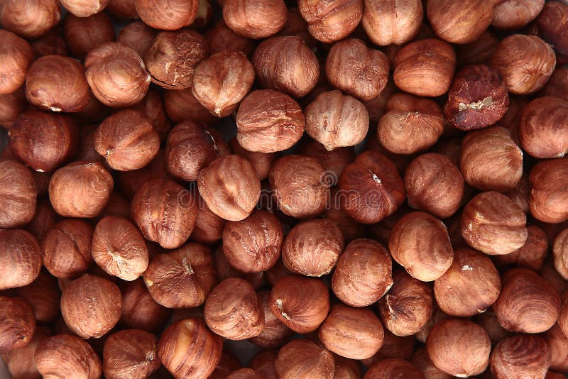 Hazelnut Kernels, without Shells, in Large Quantities. Hazelnut ...