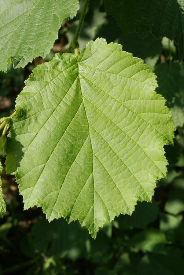 Hazel tree filbert leaf stock image. Image of full, detail - 96911467