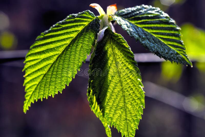 Hazelnut Leaves & Buds stock image. Image of hazel - 4927129
