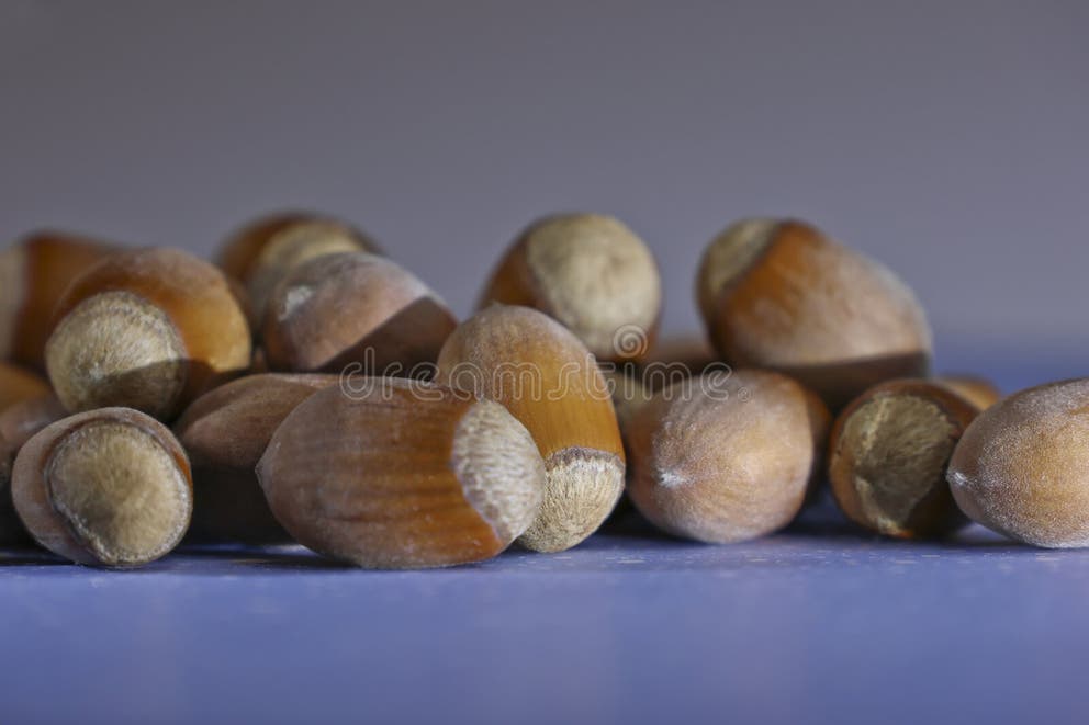 Hazelnut on a Light Background Stock Photo - Image of variety ...