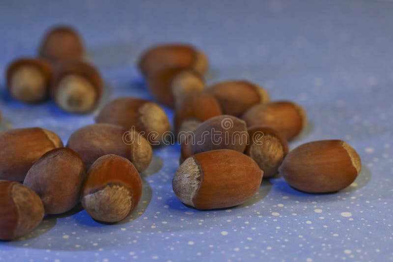 Hazelnut on a Light Background Stock Photo - Image of plant, light ...