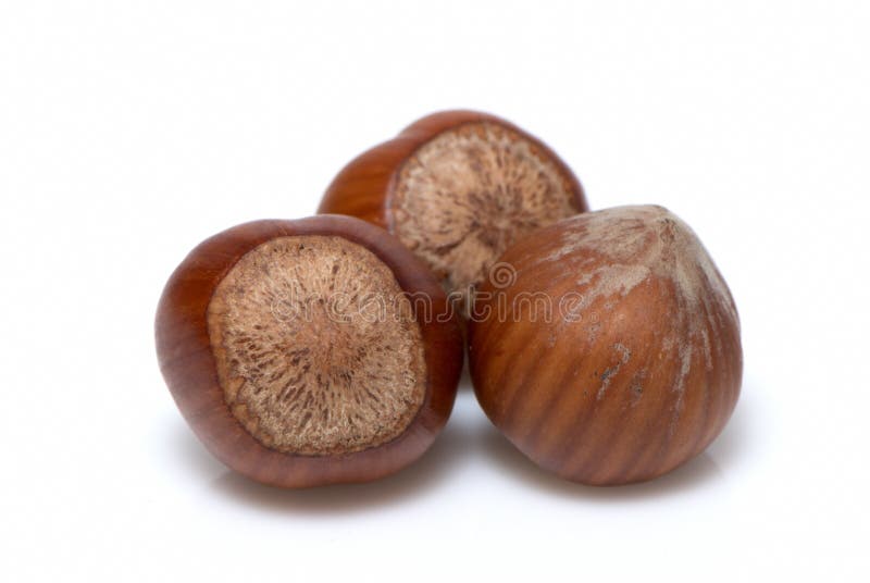 Still life of acorns. stock image. Image of three, photograph - 2042639
