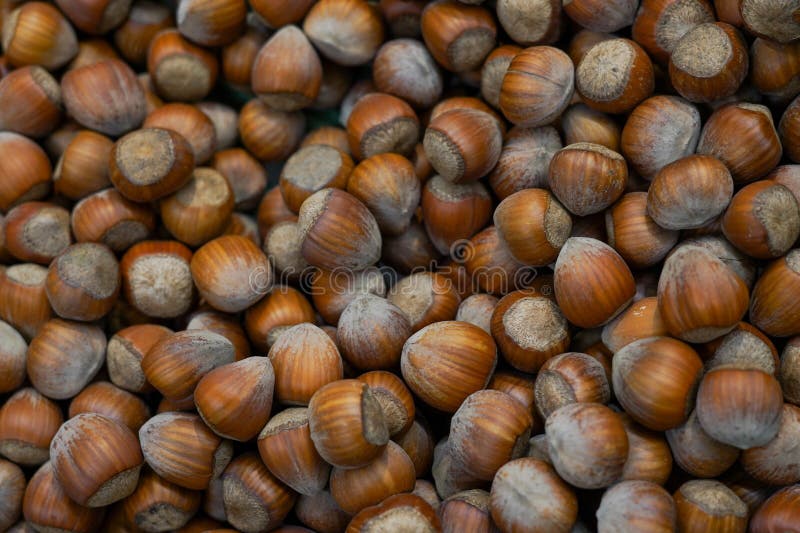 Hazelnut Nut Health Organic Food in the Box in Store Stock Image ...