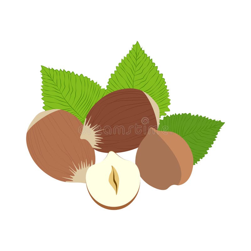 Hazelnut Illustration, Drawing, Engraving, Ink, Line Art, Vector Stock ...