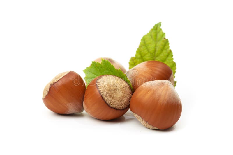 Hazelnut Nut Many Leaves Isolated on a White Background As a Packaging ...