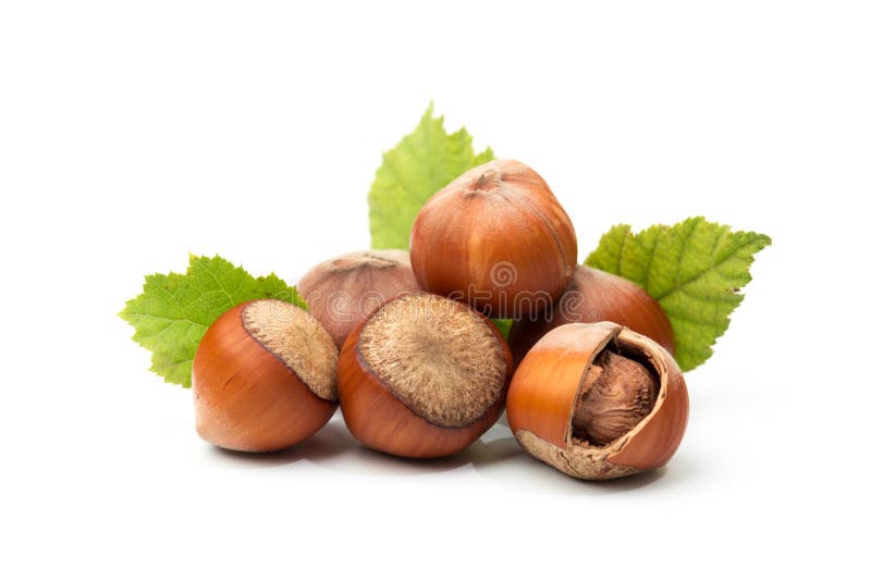 Hazelnut Nut Many Leaves Isolated on a White Background As a Packaging ...