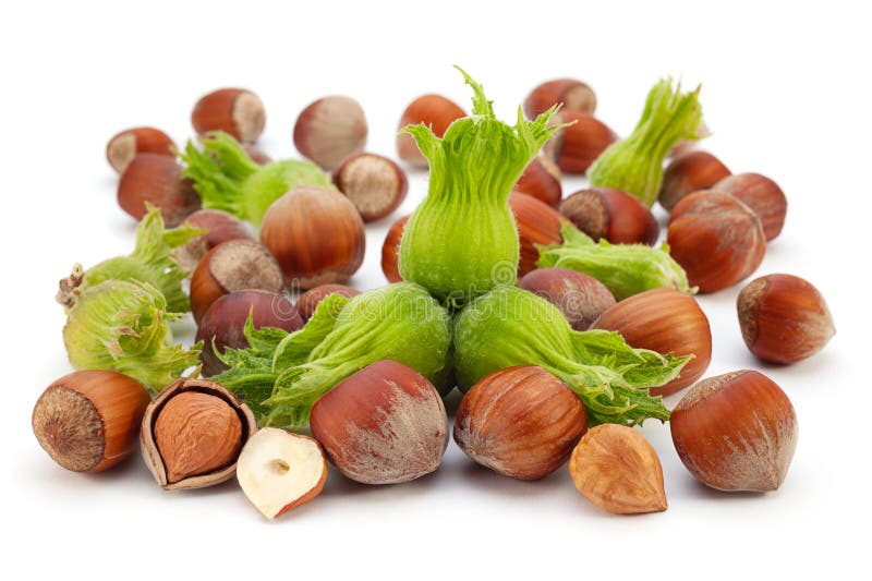 Hazelnut nut on white stock image. Image of white, shell - 269878963