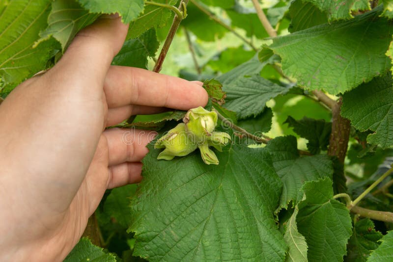 Hazelnut Nuts in the Spring in the Hand of Man. Growing Hazelnut ...