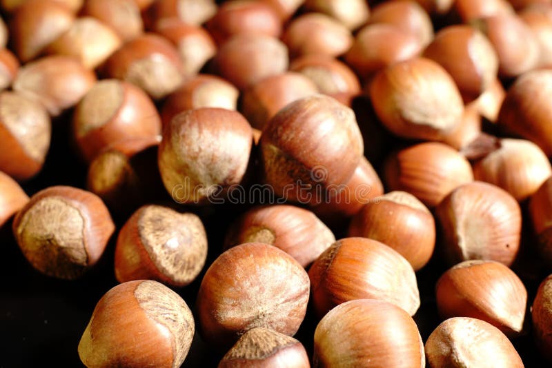 Hazelnut. Nuts in Their Shells Stock Image - Image of nutshell, filbert ...