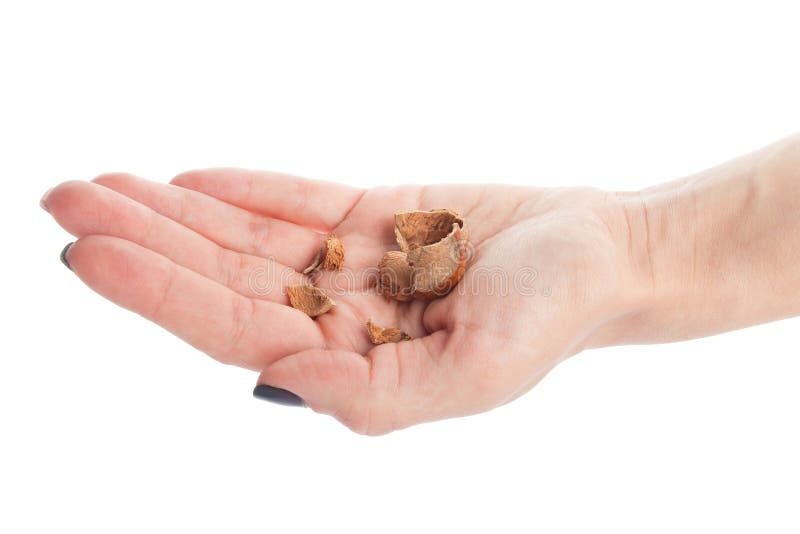 Hazelnut Nutshell in Hand Isolated on White Stock Image - Image of hand ...