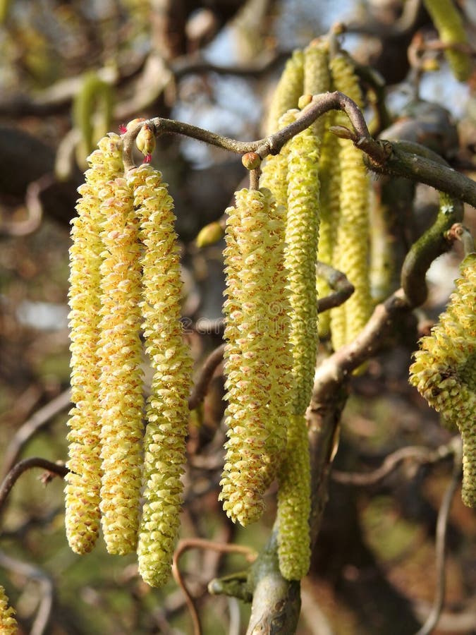 Hazelnut Blooms - Magnificent Earrings Stock Image - Image of flowers ...