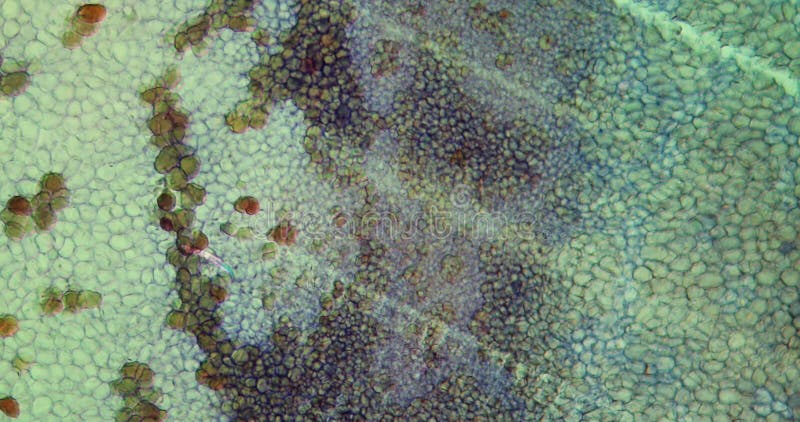 Hazelnut pulp stock footage. Video of cells, pattern - 205440262