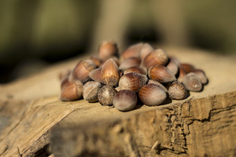 Hazelnut on a rustic wood stock photo. Image of walnut - 87689684
