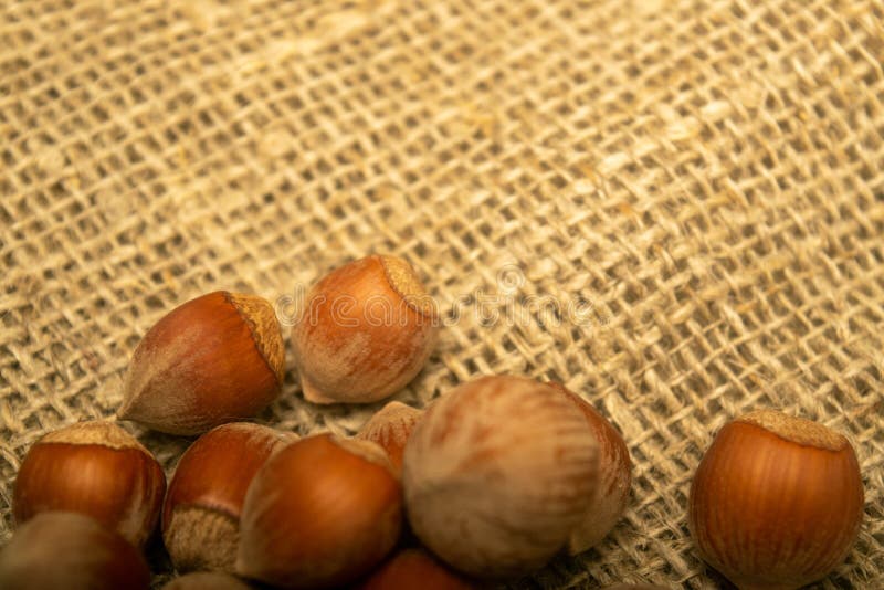Hazelnut Scattered on the Background of Burlap with a Rough Texture ...