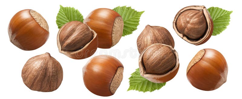 Hazelnut Set Isolated on White Background. Nuts in Nutshell with Leaves ...