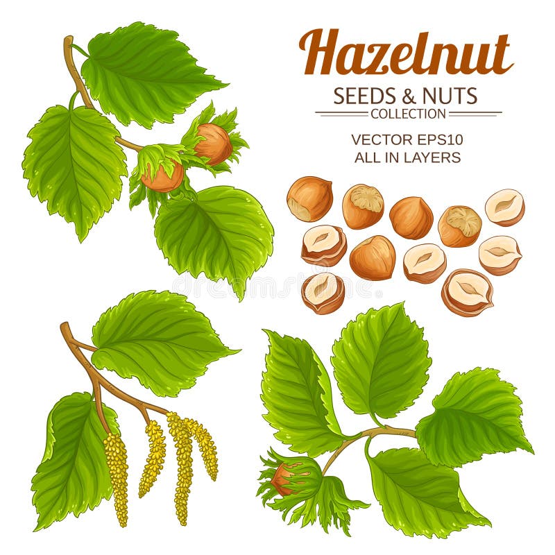 Hazelnut Flower Stock Illustrations – 580 Hazelnut Flower Stock ...