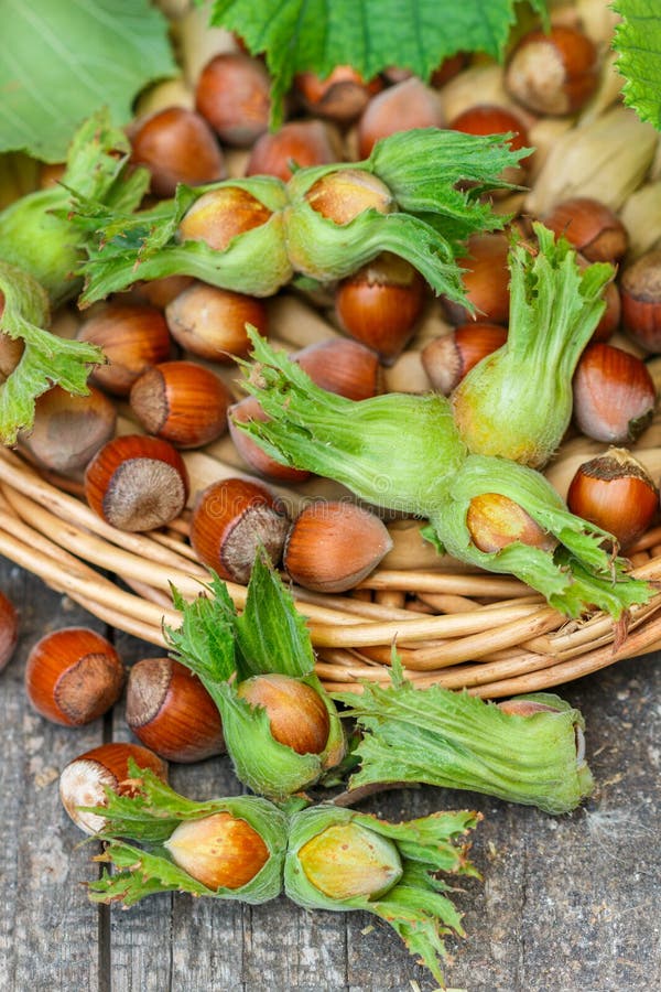 Hazelnut in Shell with Leaves on a Wooden Table Stock Image - Image of ...