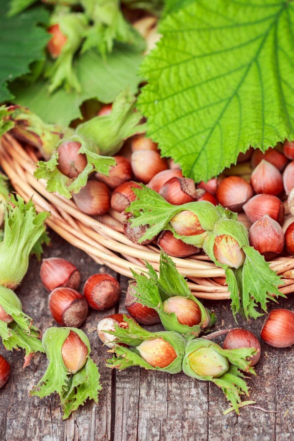 Hazelnut in Shell with Leaves on a Wooden Table Stock Photo - Image of ...