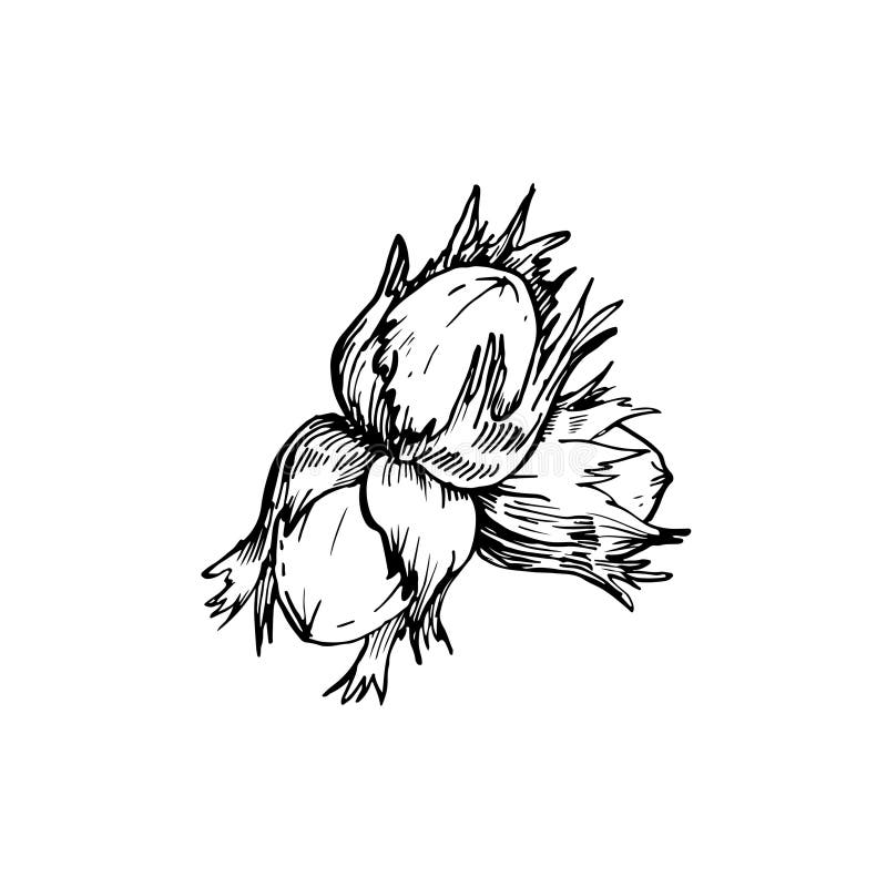 Hazelnut in Shell. Vector Black and White Illustration Hand Drawn with ...
