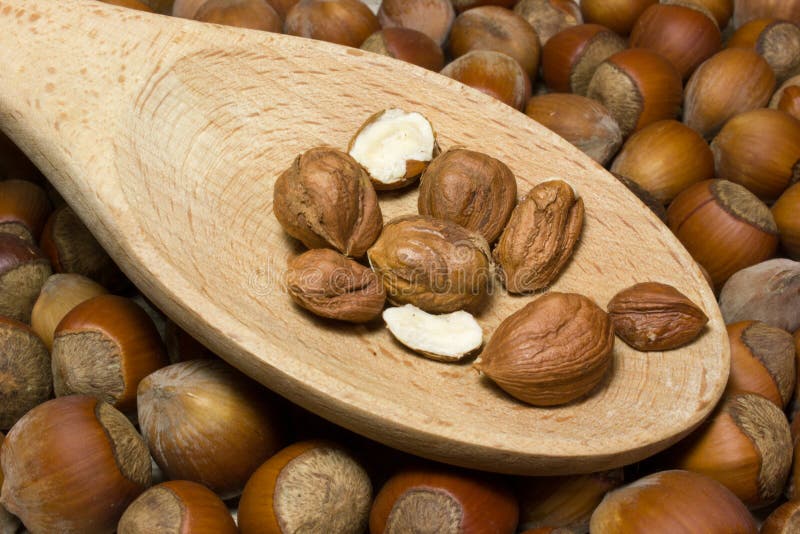 Hazelnut in shell stock photo. Image of wood, nature - 71043528