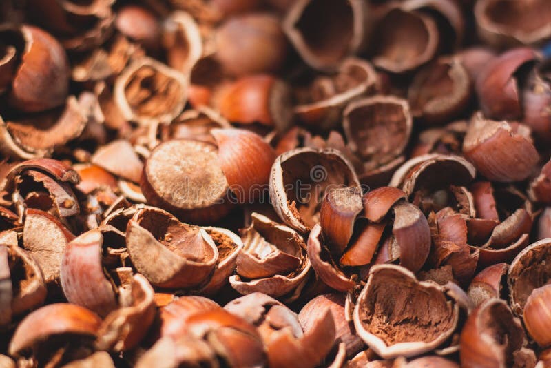 Hazelnut shells stock photo. Image of brown, texture - 189623314