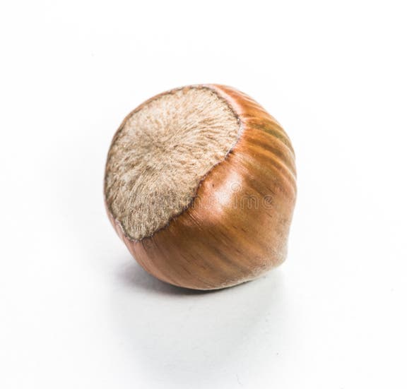 Hazelnut Showing Its Textured Shell on a White Background in a Studio ...