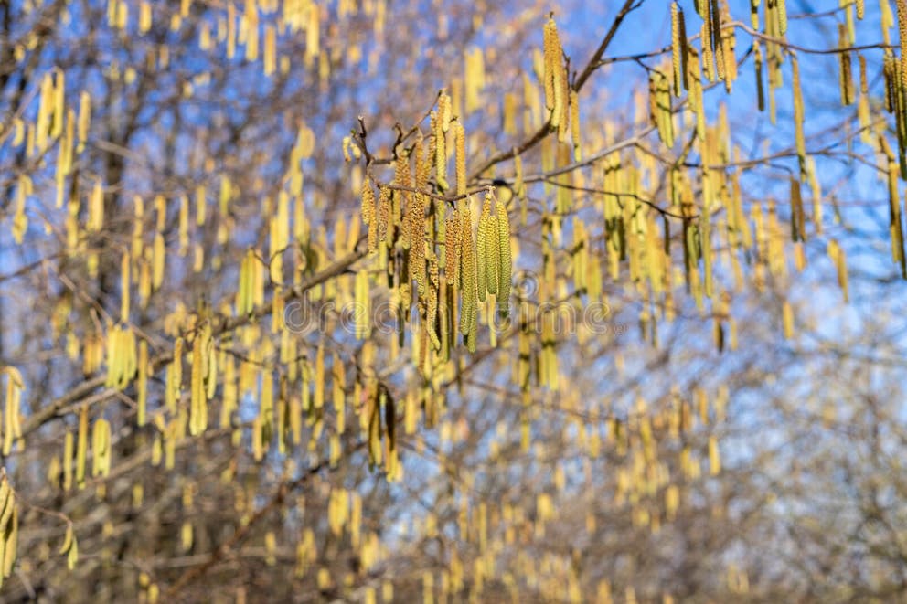 Hazelnut Shrub Flower in Spring Stock Photo - Image of macro ...