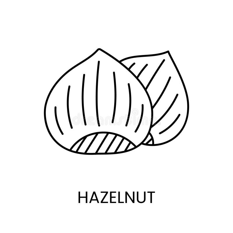 Hazelnut a Simple and Stylish Line Icon Inspired by the Shape of a Nut Stock Vector ...