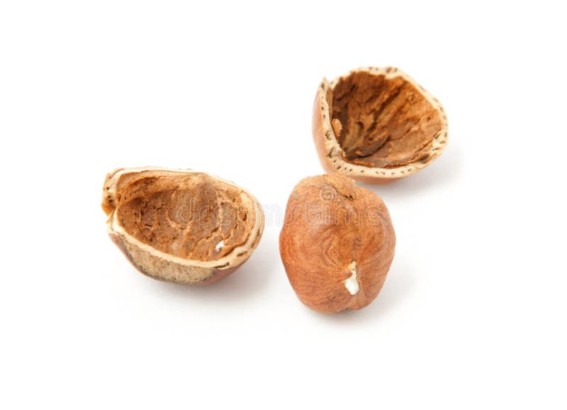 Opened Hazel Nutshell Stock Photos - Free & Royalty-Free Stock Photos ...