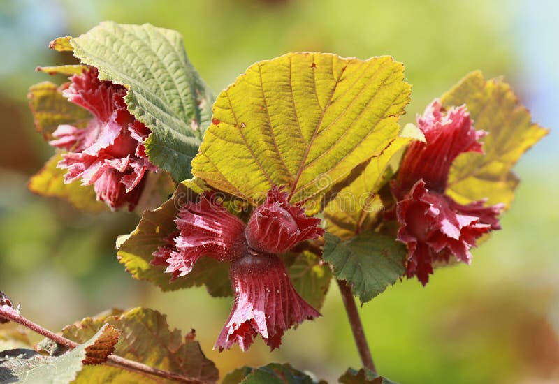 Hazelnut Surrounded by a Thick Red Husk of the Byzantine Hazelnut Stock ...