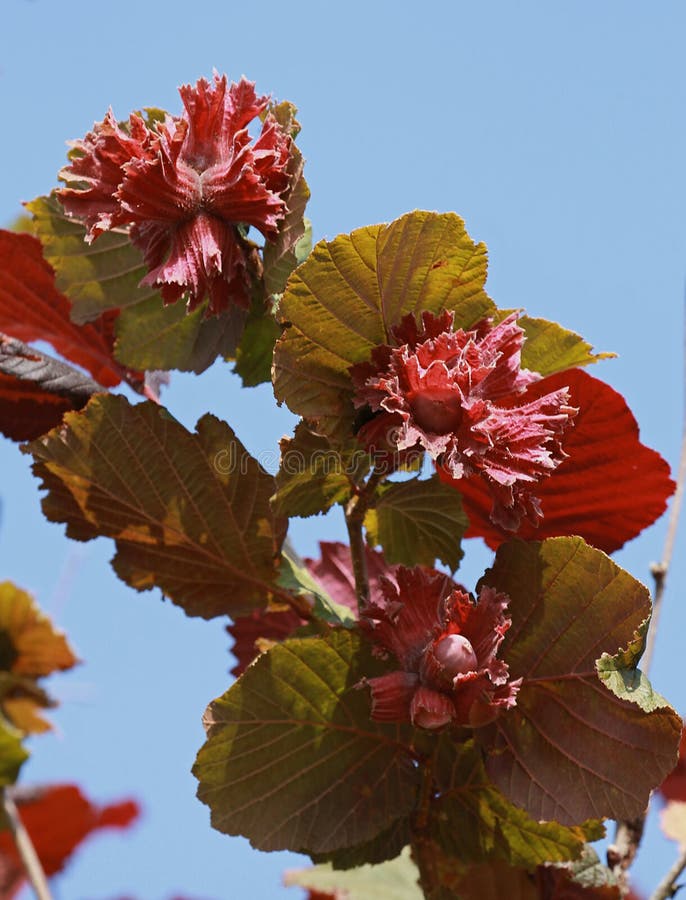 Hazelnut Surrounded by a Thick Red Husk of the Byzantine Hazelnut Stock ...