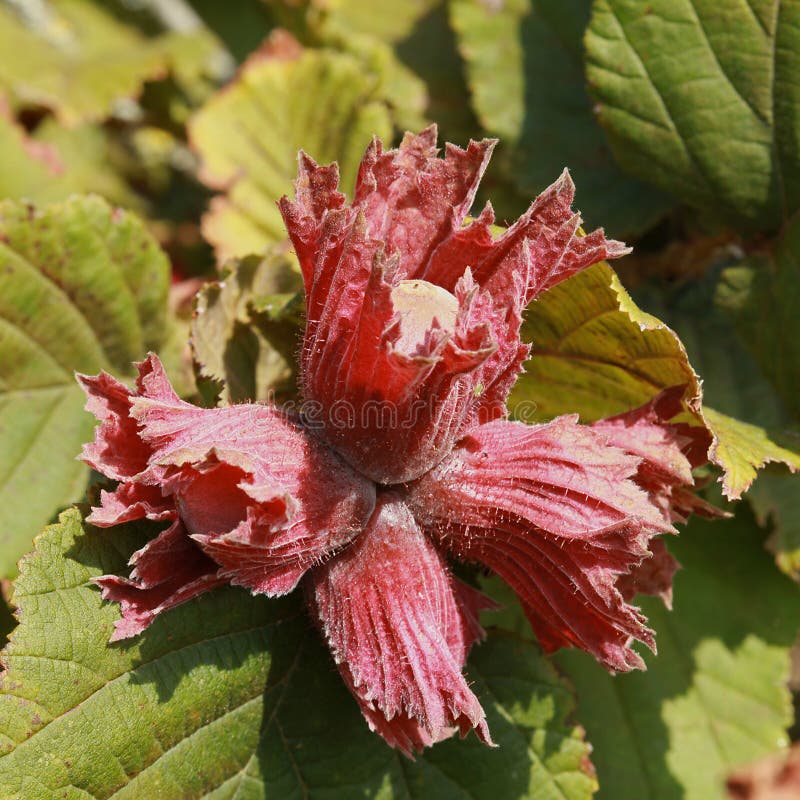 Hazelnut Surrounded by a Thick Red Husk of the Byzantine Hazelnut Stock ...