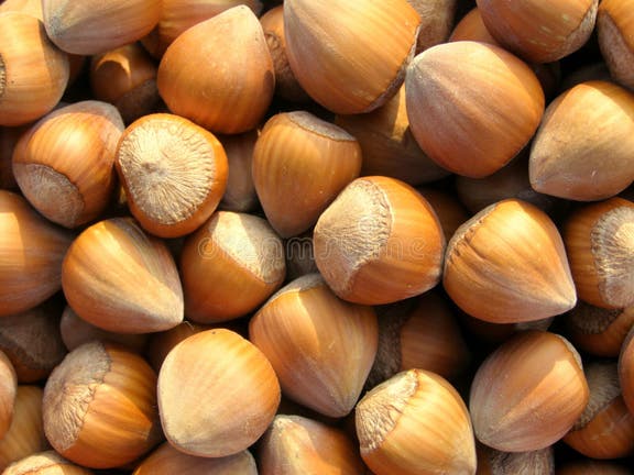 Hazelnut texture stock image. Image of hazelnut, crazy - 11734445