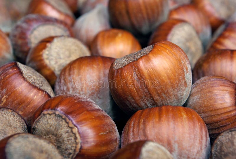 Hazelnut Texture Background Stock Image - Image of healthy, park: 114933181
