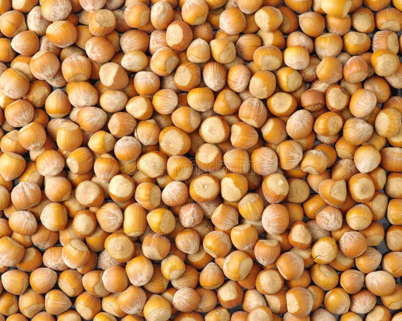 Hazelnut texture stock image. Image of baking, calories - 2613037