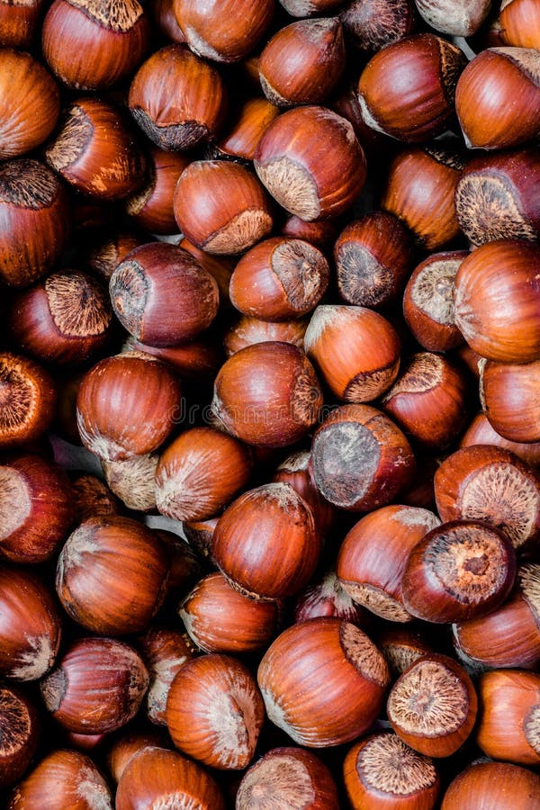 Hazelnut texture stock image. Image of texture, organic - 11479299
