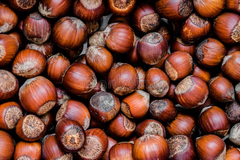 Hazelnut Texture stock photo. Image of background, eating - 160715086