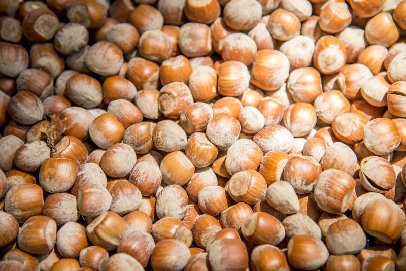 Hazelnut in their shells stock photo. Image of nutty - 96894320