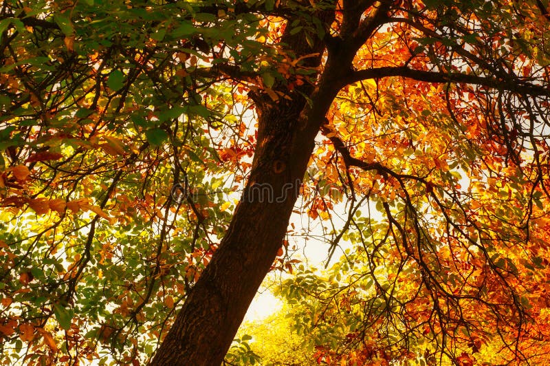Hazelnut Tree in Autumn Light Stock Image - Image of colors, nature ...