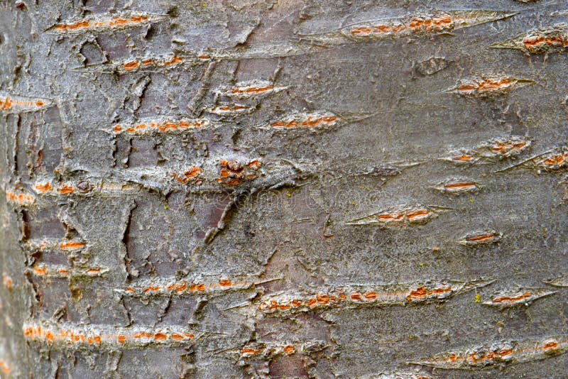 Hazelnut Tree Bark 01 stock photo. Image of tree, harvest - 264283292