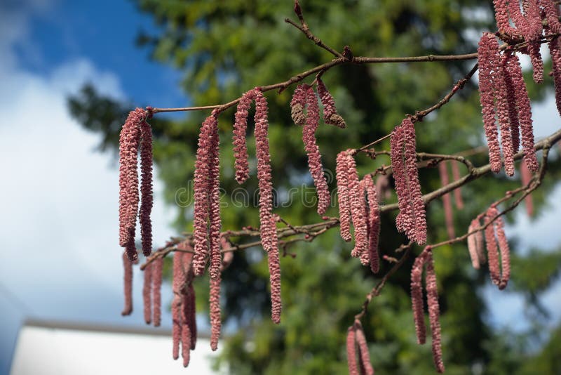 Flowering Hazelnuts Tree in March Stock Image - Image of flora ...