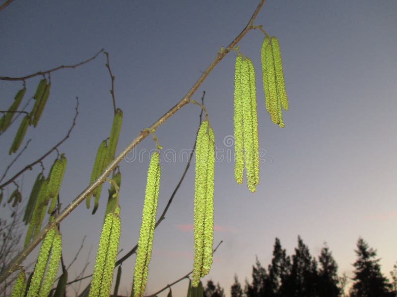 Hazelnut tree stock photo. Image of plant, pollen, spring - 110874662