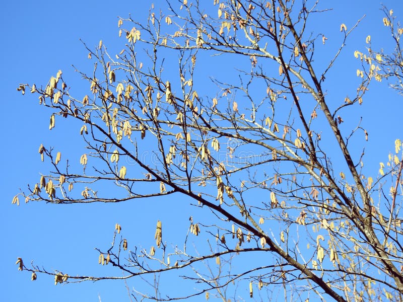 Hazelnut Tree Branches in Spring, Lithuania Stock Image - Image of ...